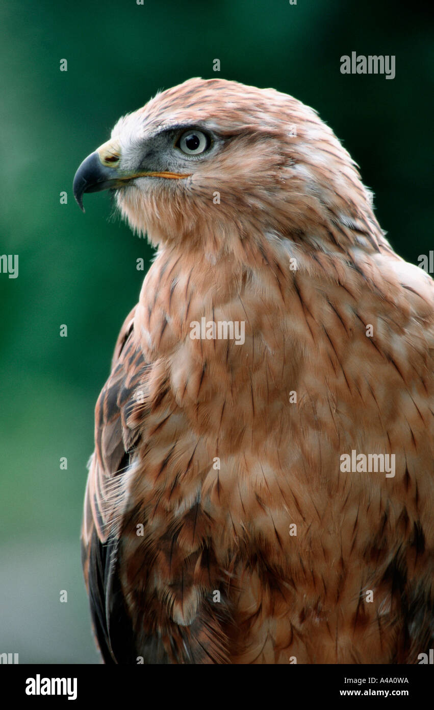 Long legged buzzard buteo rufinus adult hi-res stock photography and ...