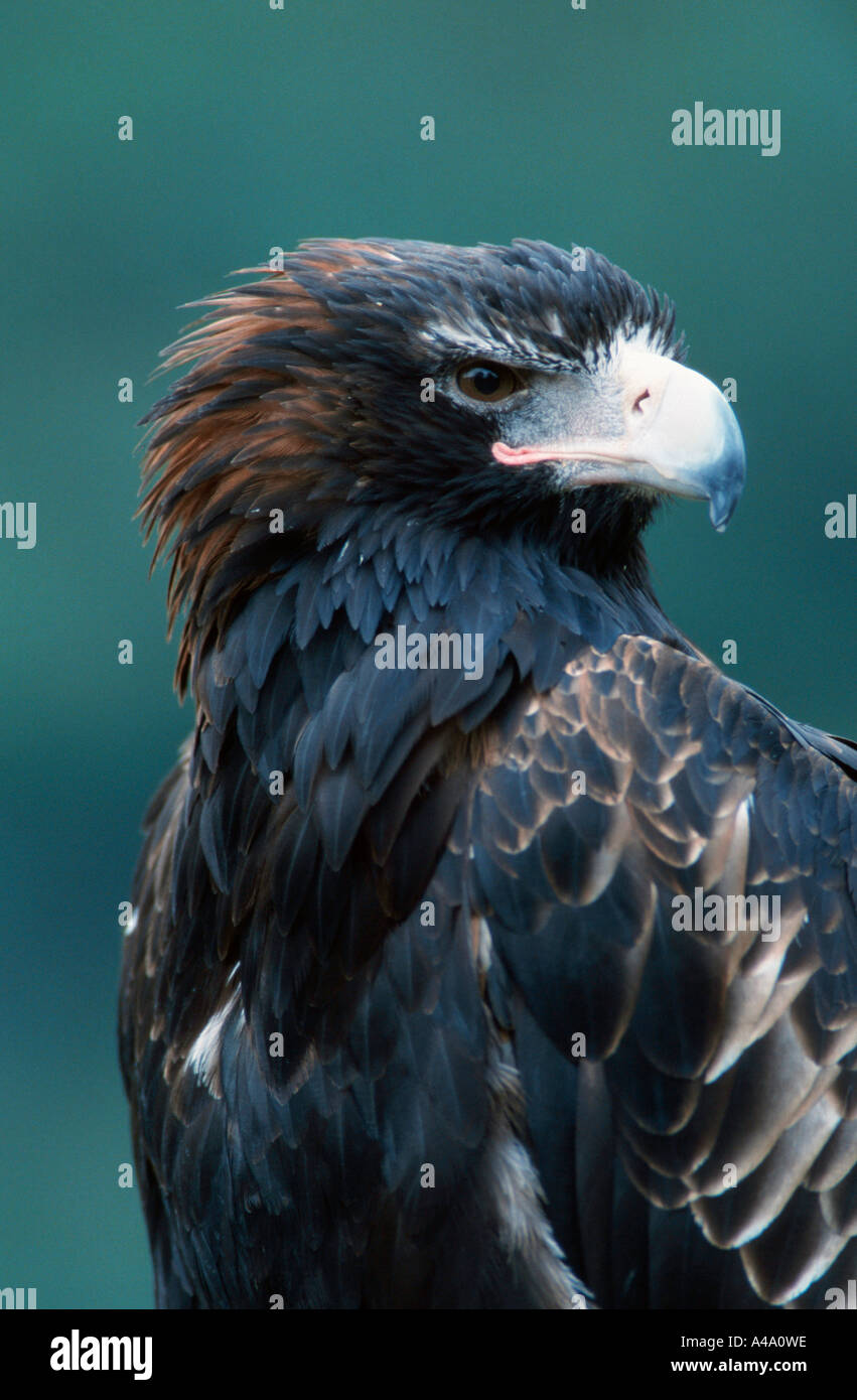 Adult wedge tailed eagle aquila audax hi-res stock photography and ...