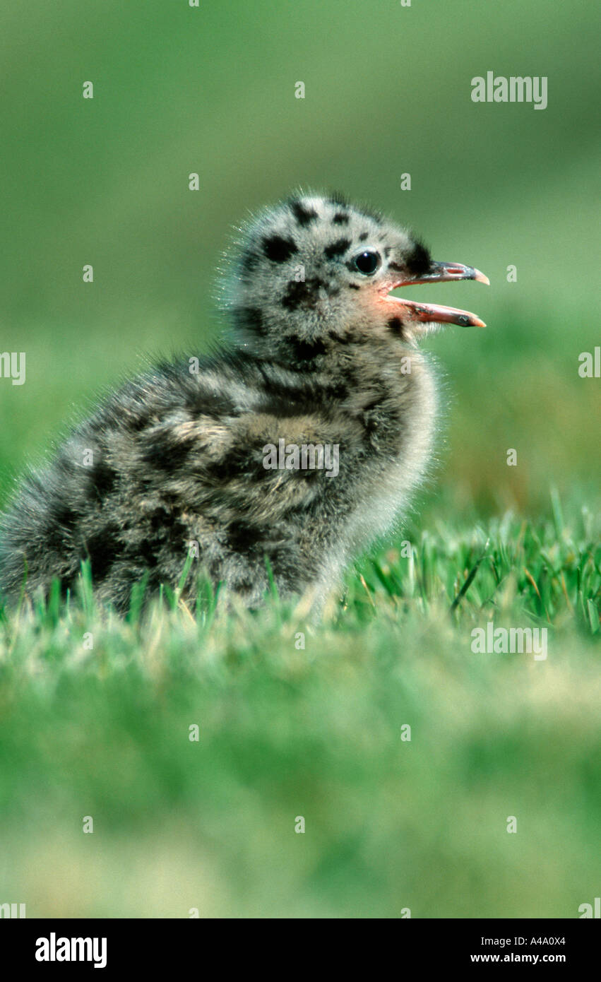 Common Gull / Mew Gull Stock Photo - Alamy