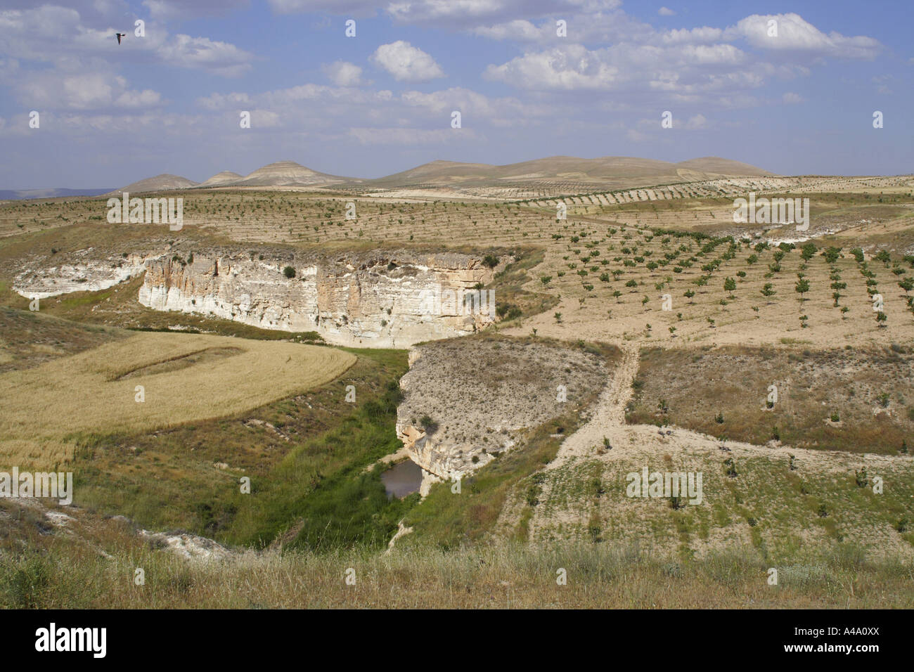 pistachio nut (Pistacia vera), cultivation in steppe, Turkey Stock ...