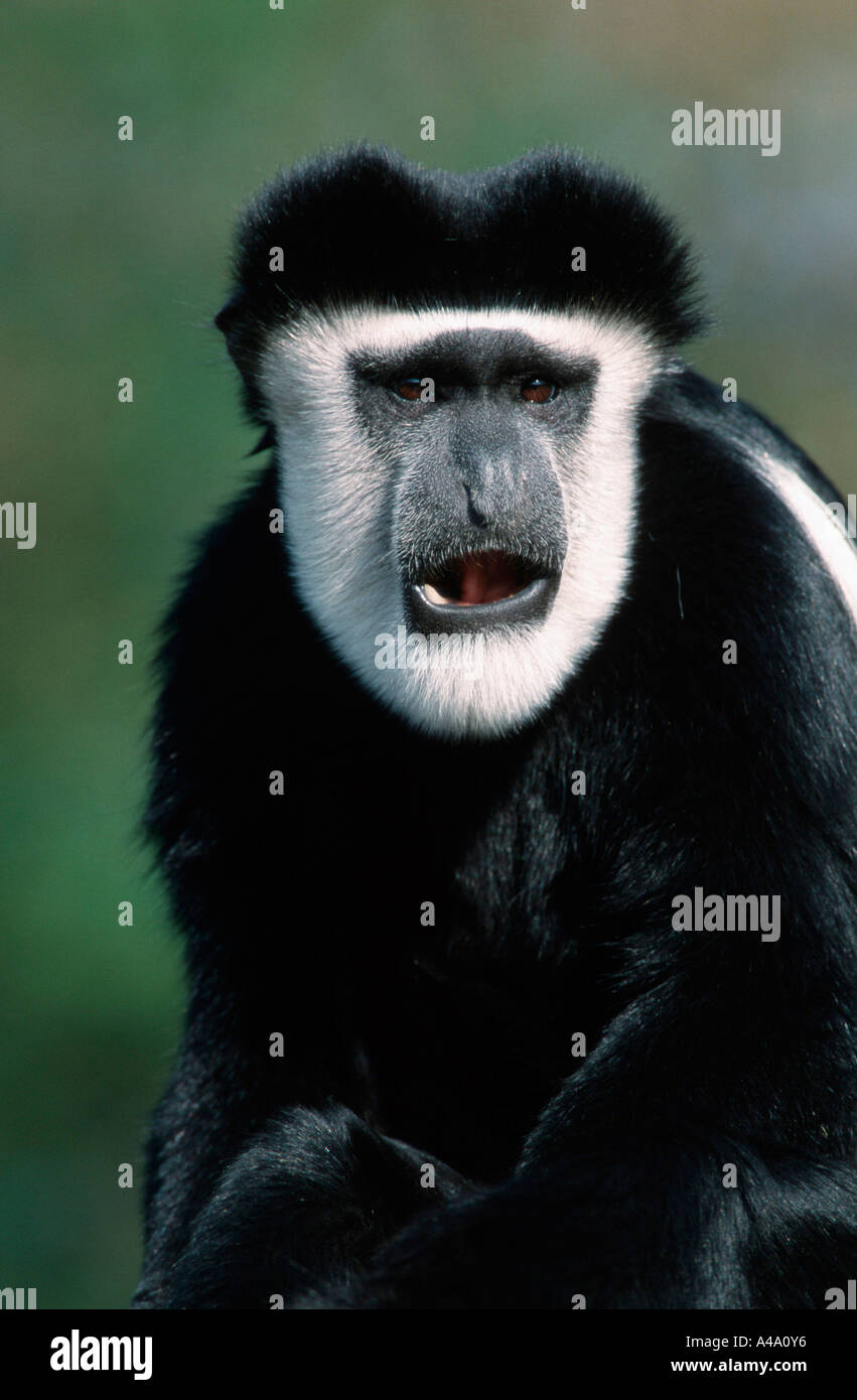 Adult male colobus monkey hi-res stock photography and images - Alamy