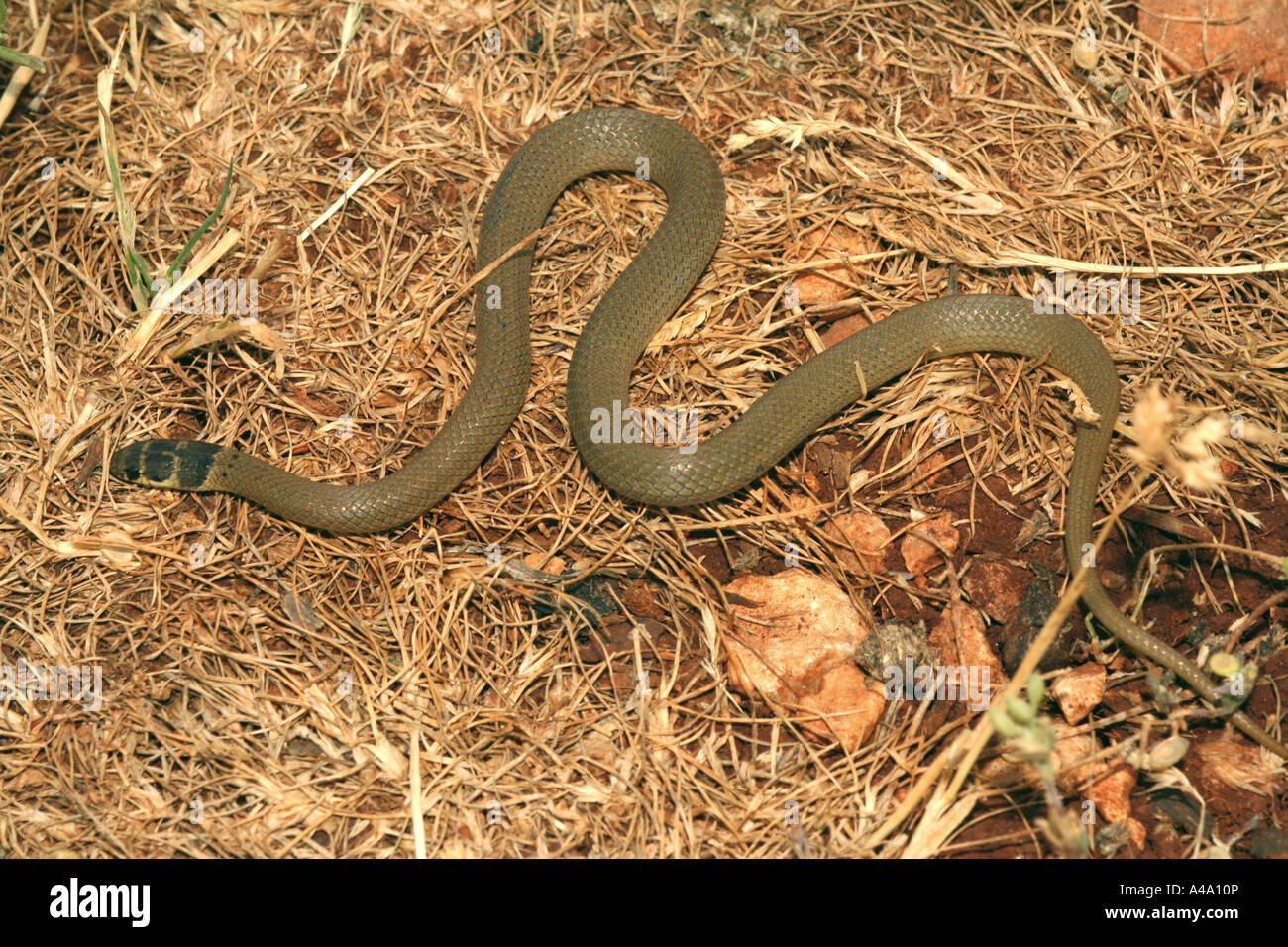 dwarf snake (Eirenis rothi), adult, Turkey Stock Photo - Alamy