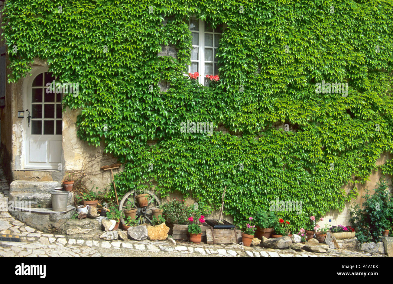 Boston ivy, Japanese creeper (Parthenocissus tricuspidata), growing at ...