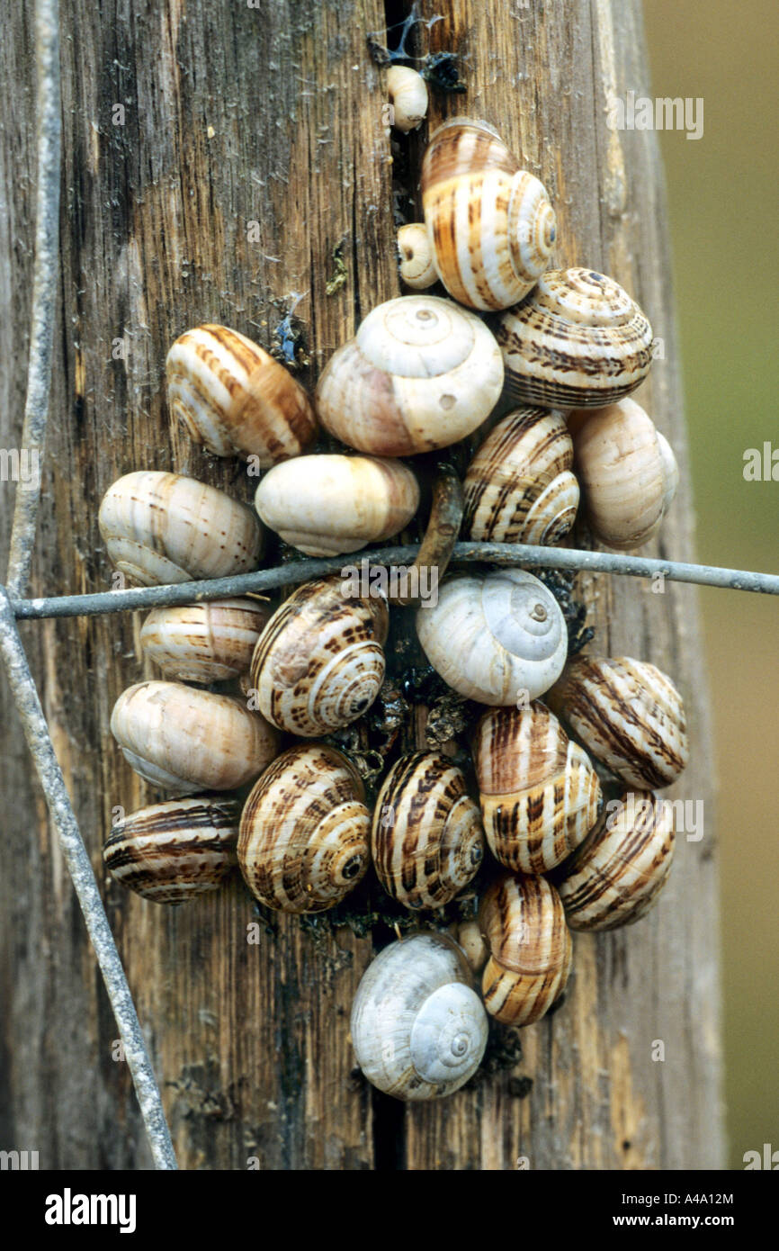 sandhill snail, white gardensnail, Mediterranean sand snail ...
