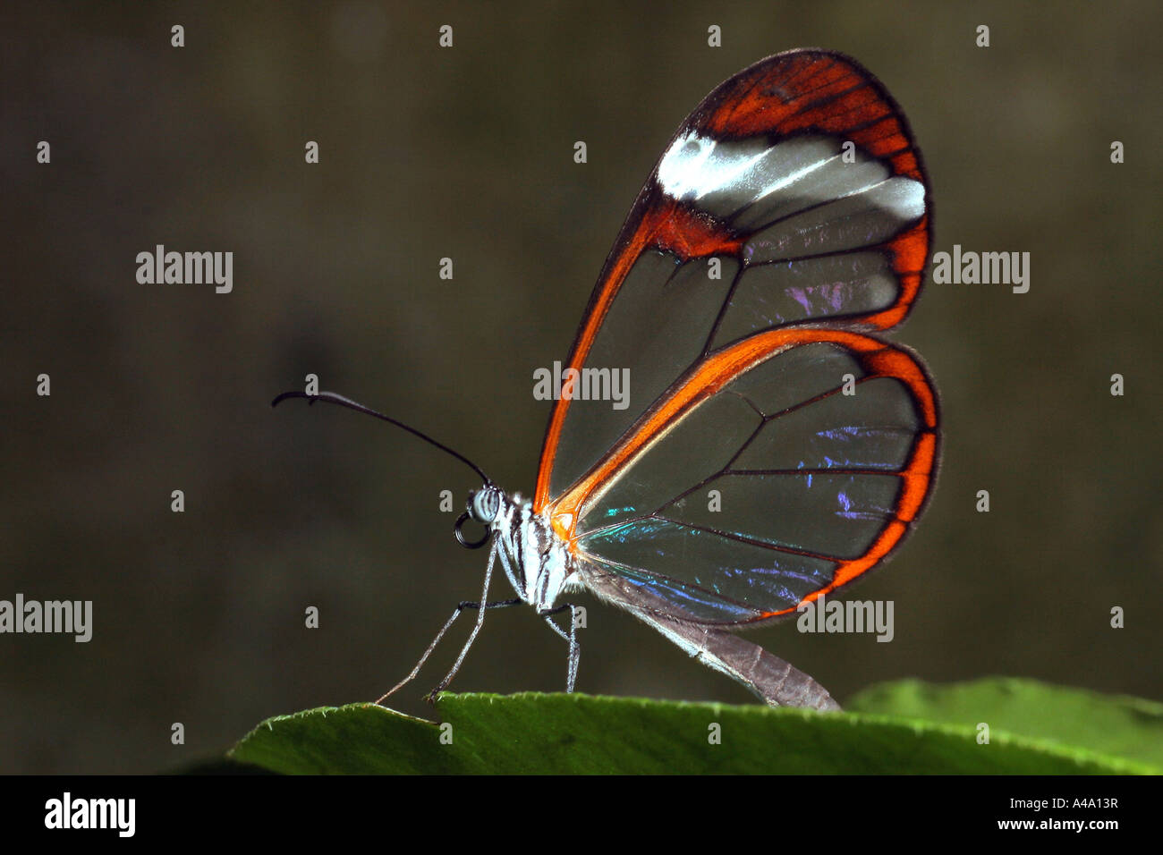 clearwing moth (Cithaerias menander), Costa Rica Stock Photo - Alamy