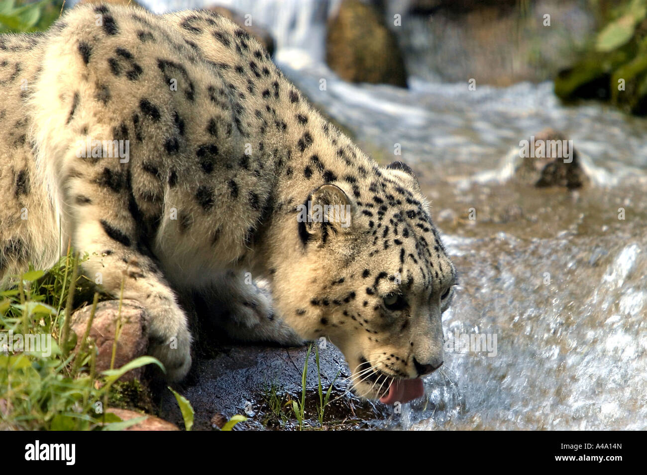 snow leopard (Uncia uncia, Panthera uncia), drinking Stock Photo - Alamy