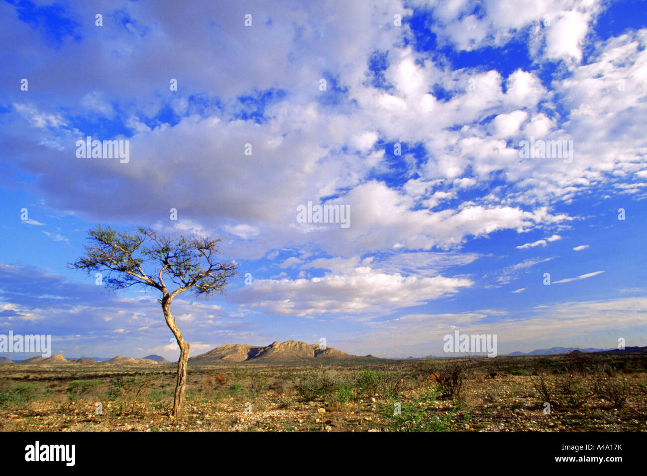 single tree in the desert, Namibia Stock Photo - Alamy