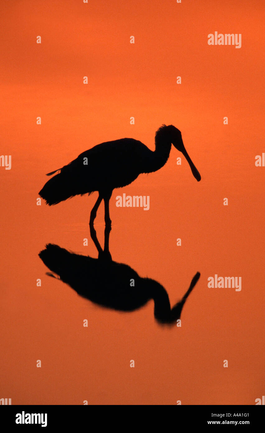 Roseate Spoonbill / Red Spoonbill Stock Photo - Alamy