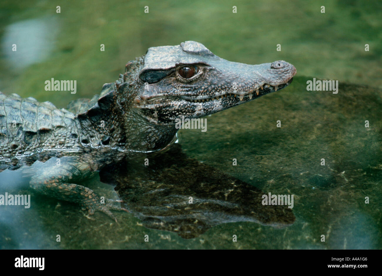 Schneider's dwarf caiman hi-res stock photography and images - Alamy