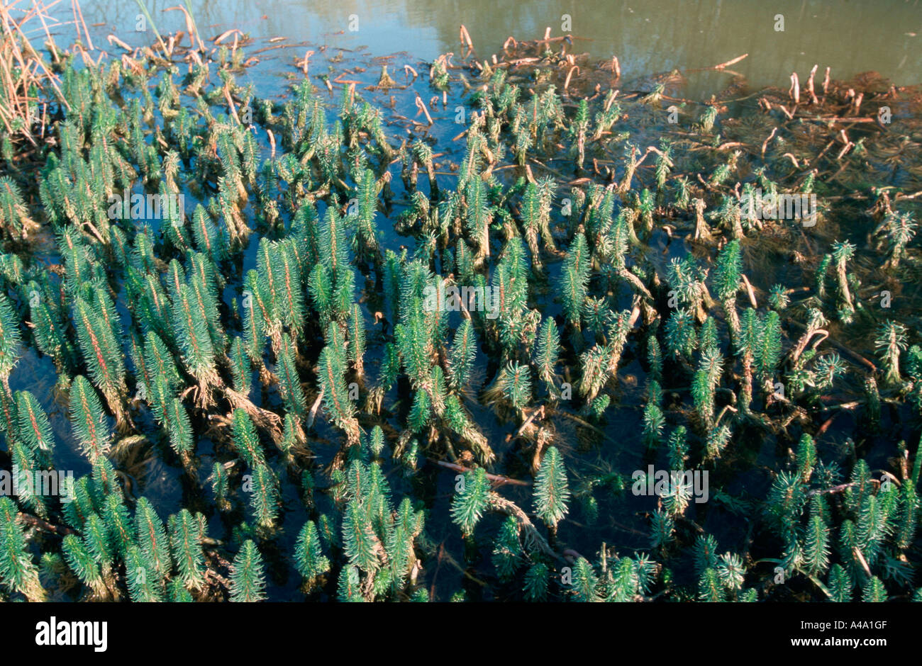 Marestail hi-res stock photography and images - Alamy