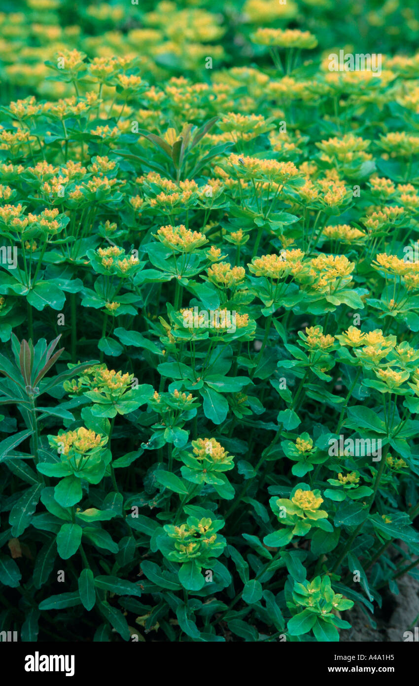 Spurge hi-res stock photography and images - Alamy
