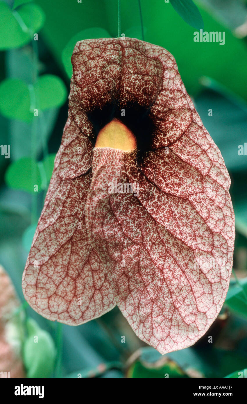 Calico plants hi-res stock photography and images - Alamy