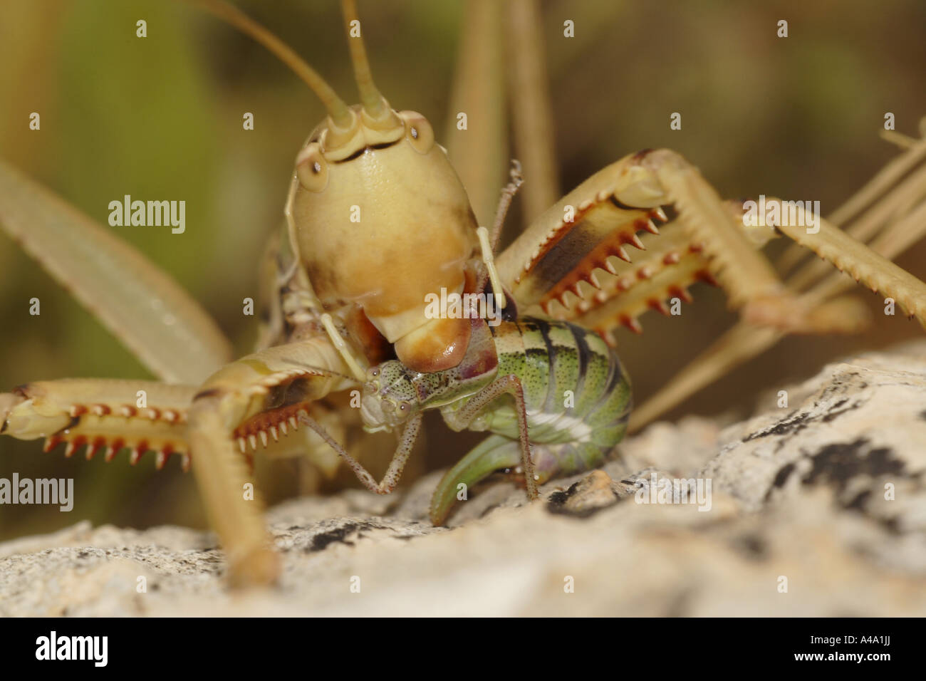 Grasshopper predators hi-res stock photography and images - Alamy