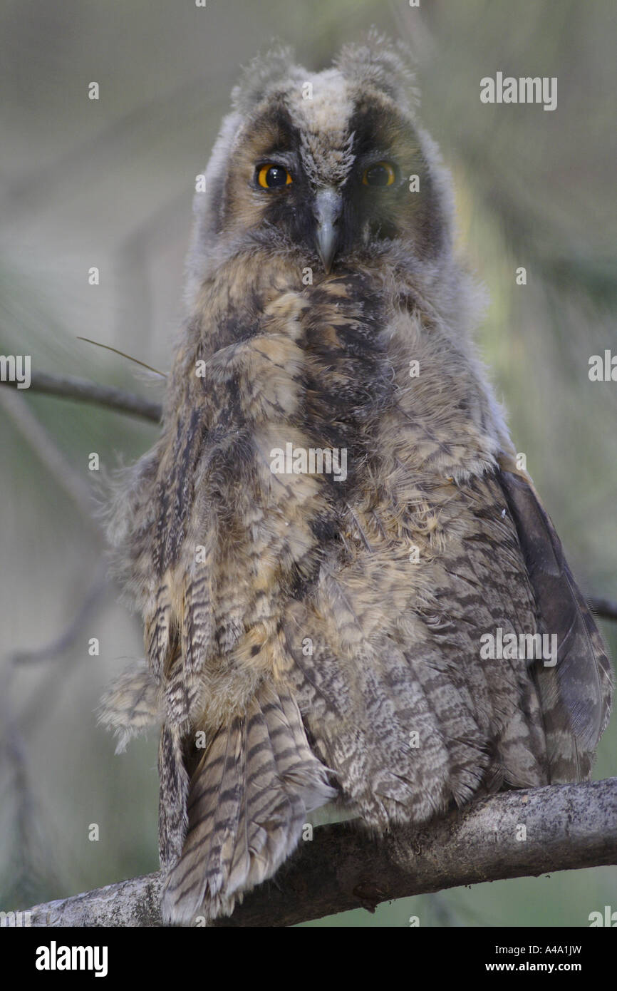 Long eared owl asio otus fledged hi-res stock photography and images ...