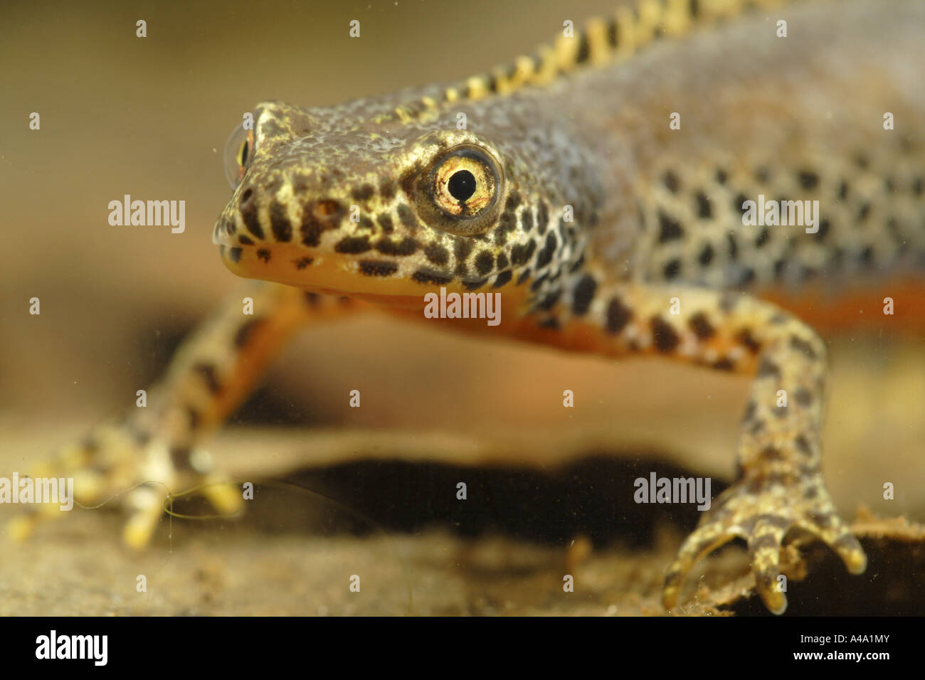 Breeding colouration hi-res stock photography and images - Alamy