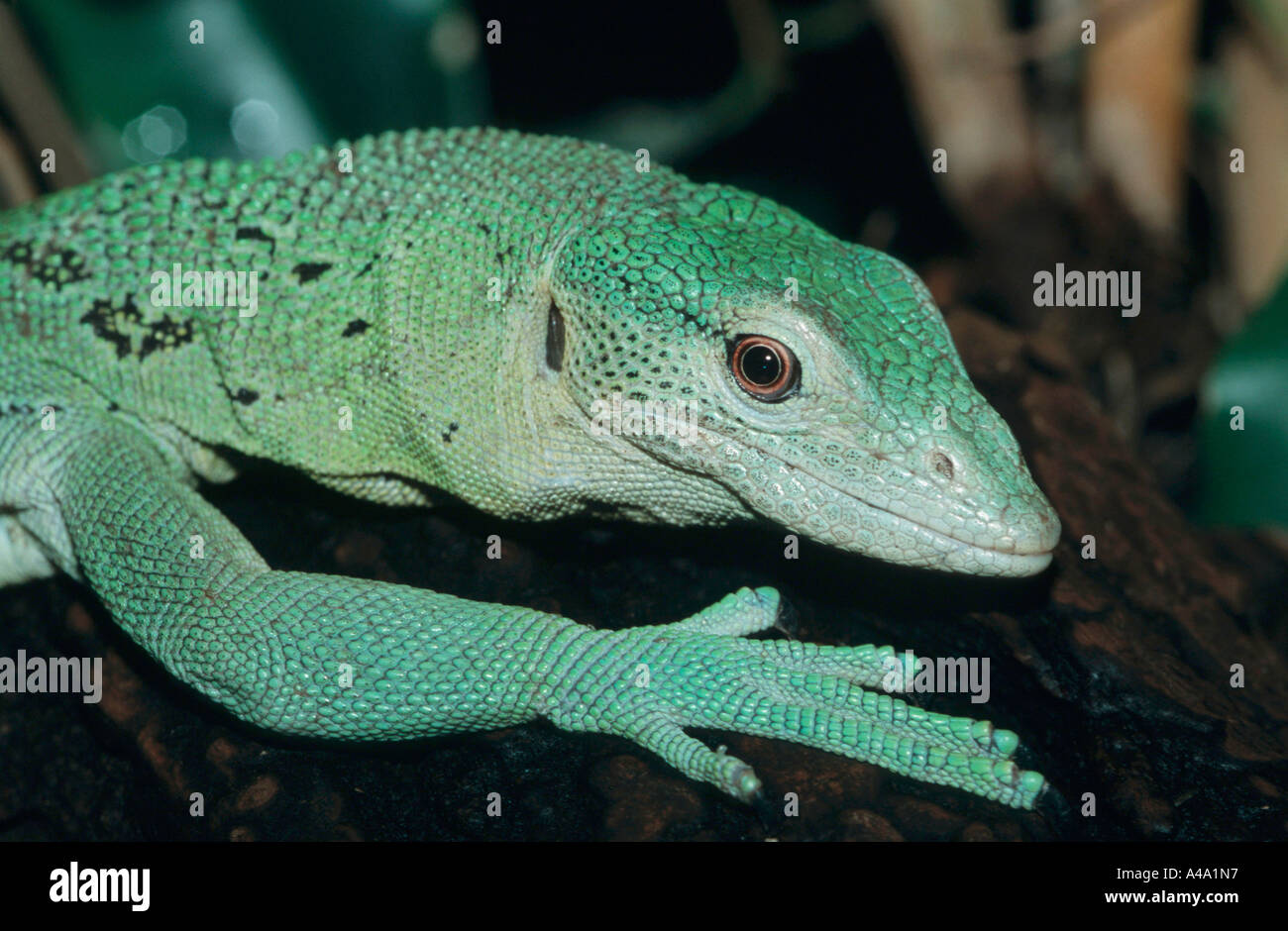 Green Tree Monitor Stock Photo - Alamy