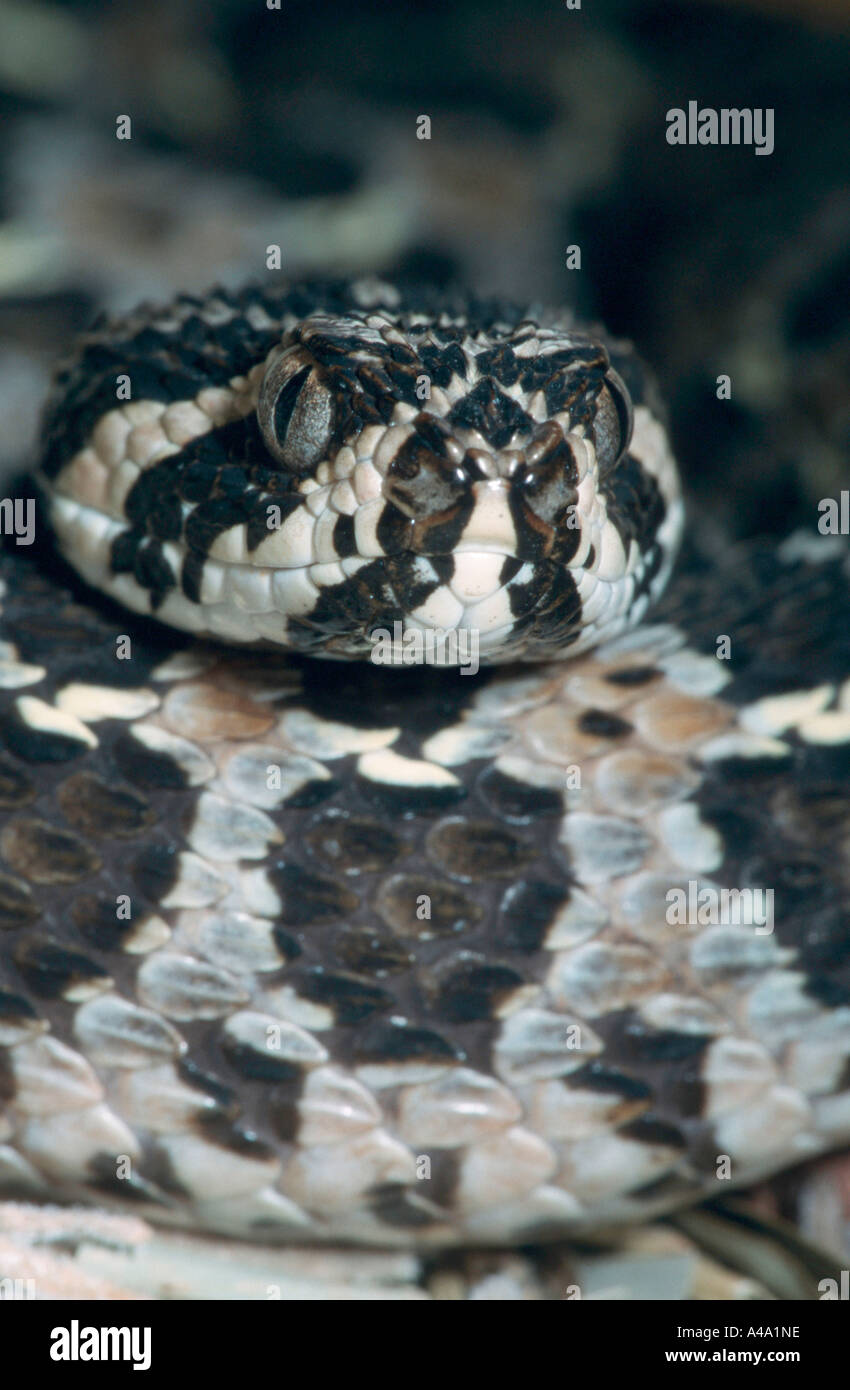 Lowland Swamp Viper Stock Photo - Alamy