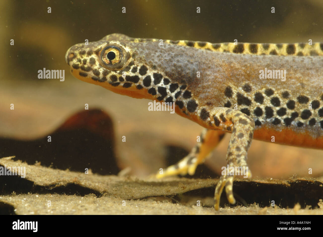 Breeding colouration hi-res stock photography and images - Alamy