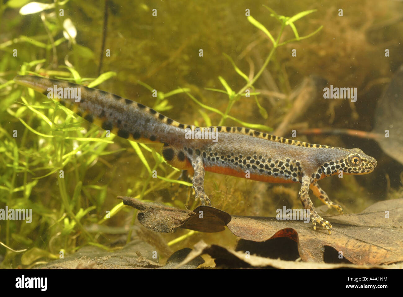 Breeding colouration hi-res stock photography and images - Alamy