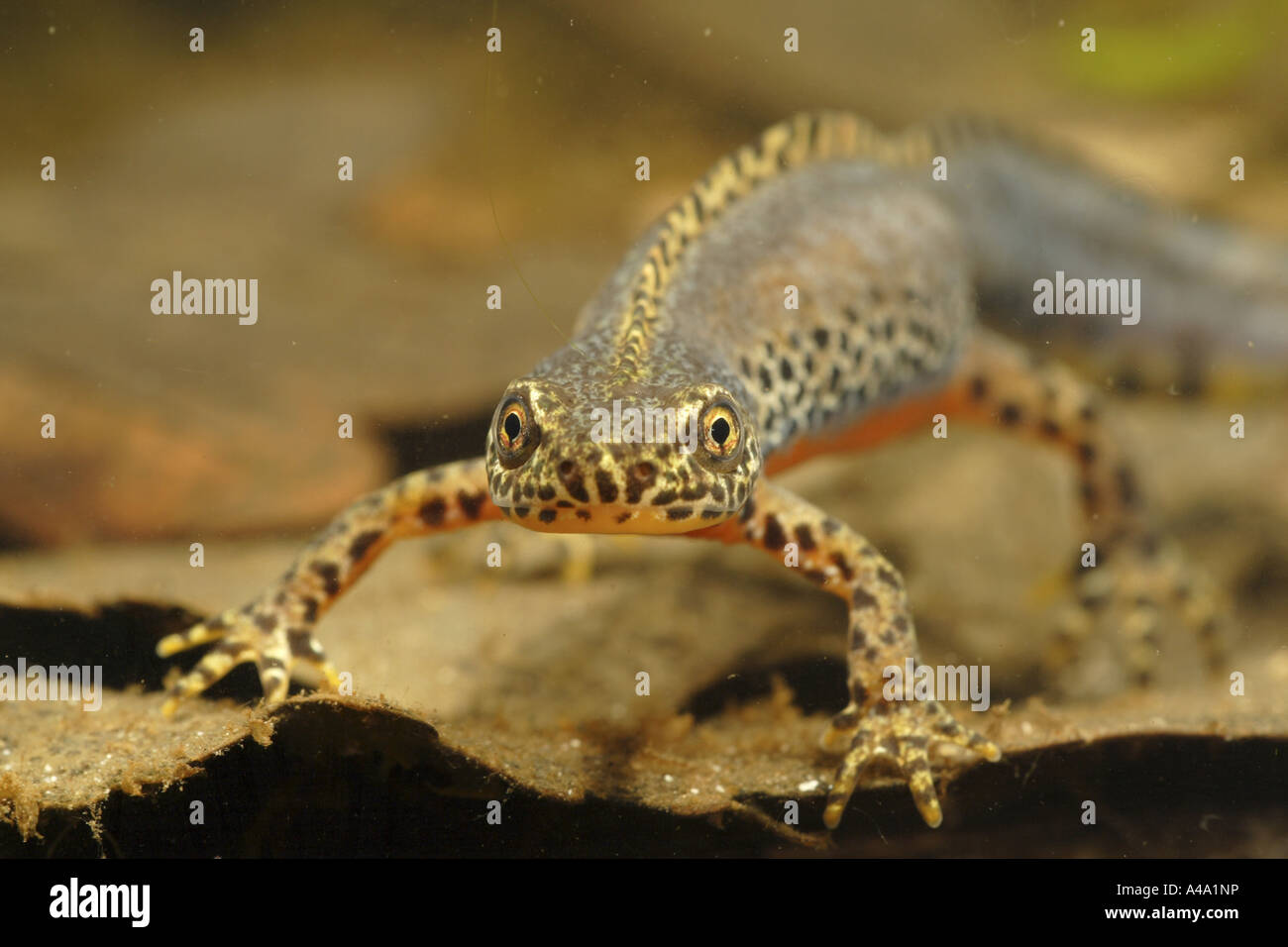 Breeding colorations hi-res stock photography and images - Alamy