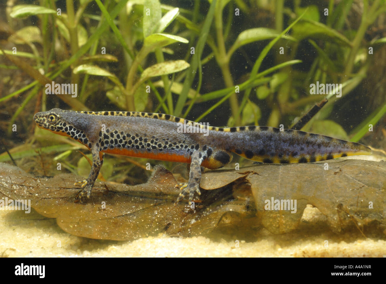 Breeding colouration hi-res stock photography and images - Alamy