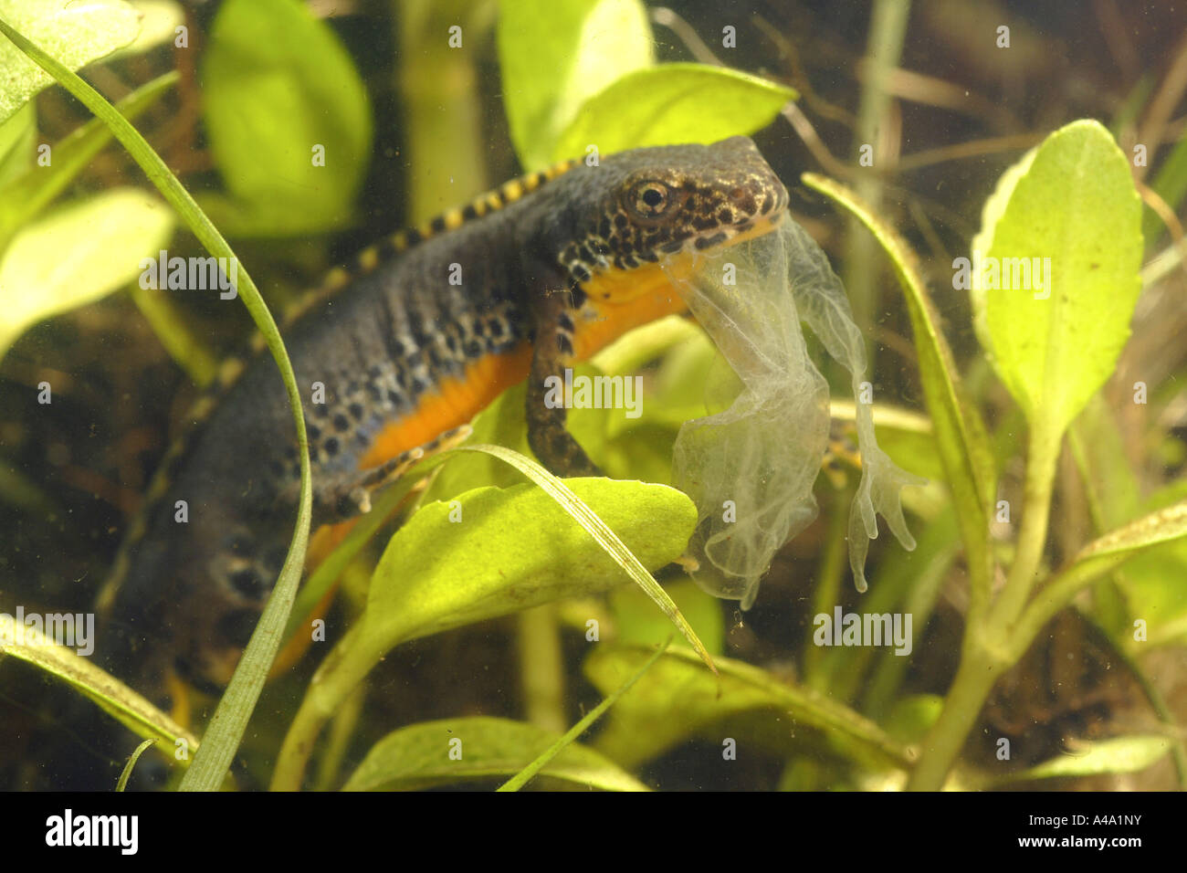 alpine newt (Triturus alpestris), male feeding old skin, Germany Stock ...