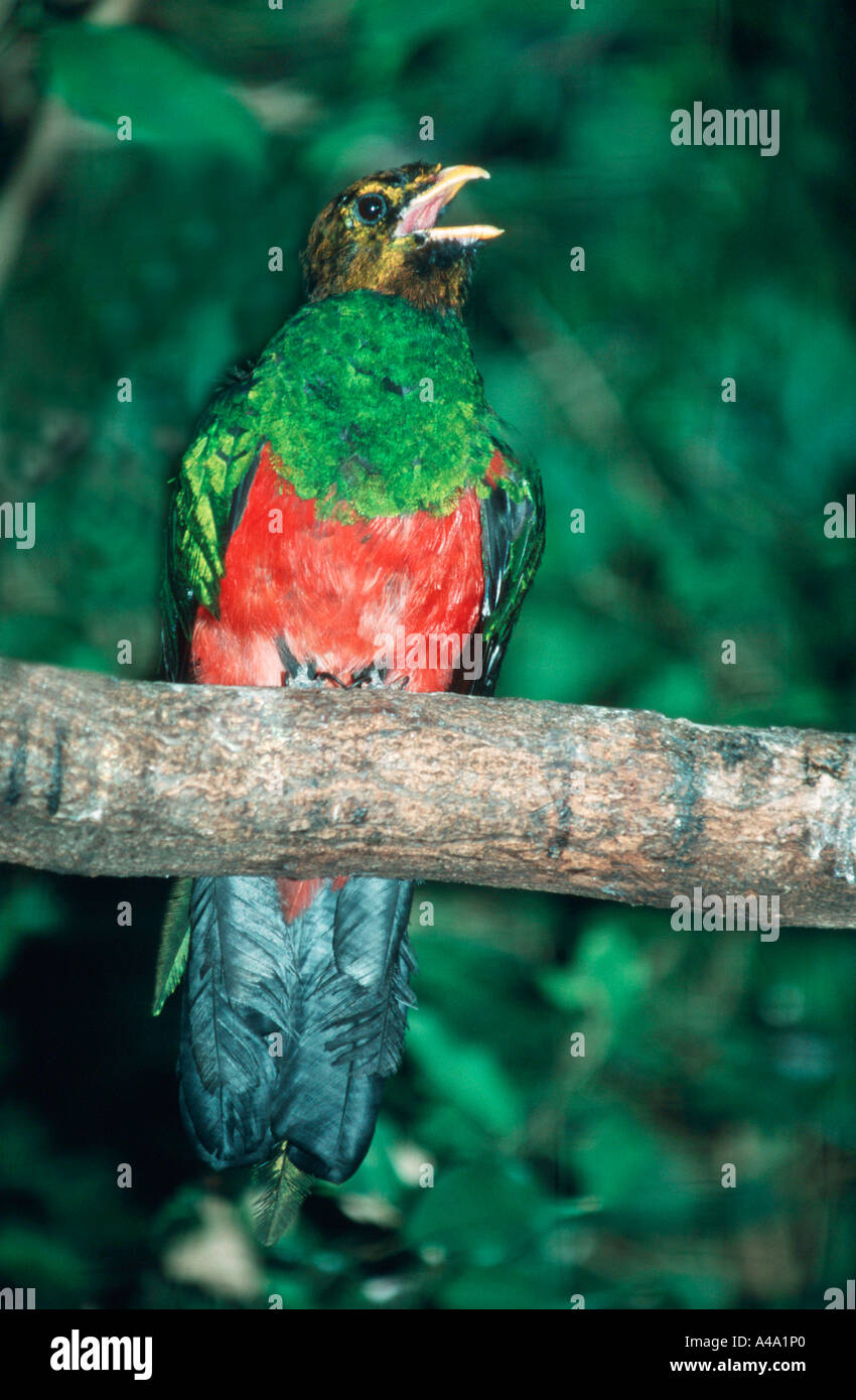 Golden headed quetzal hi-res stock photography and images - Alamy