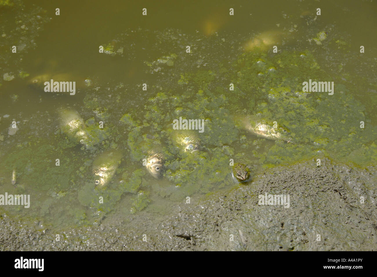 gibel carp, Prussian carp, German carp, Crucian carp (Carassius auratus ...