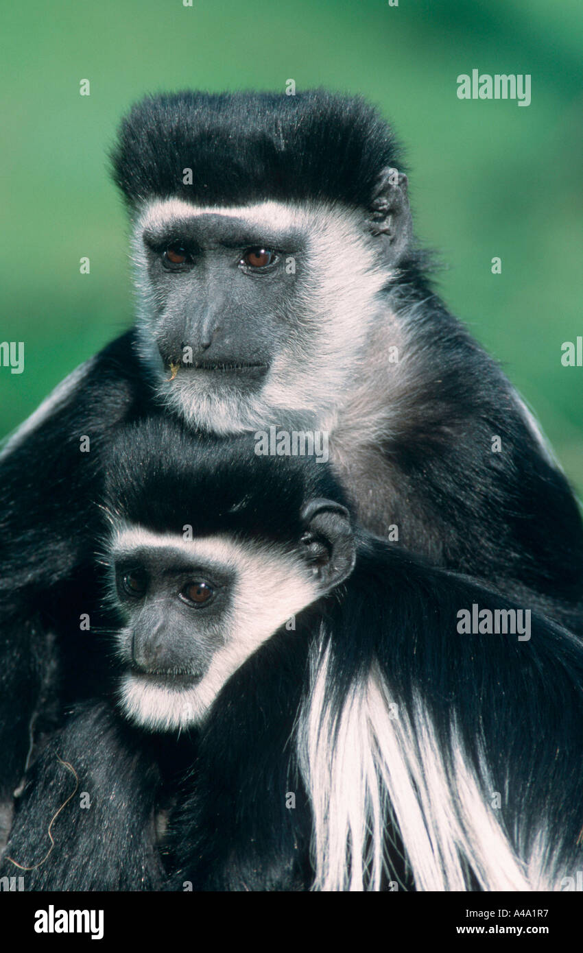 Colobus monkey juvenile hi-res stock photography and images - Alamy