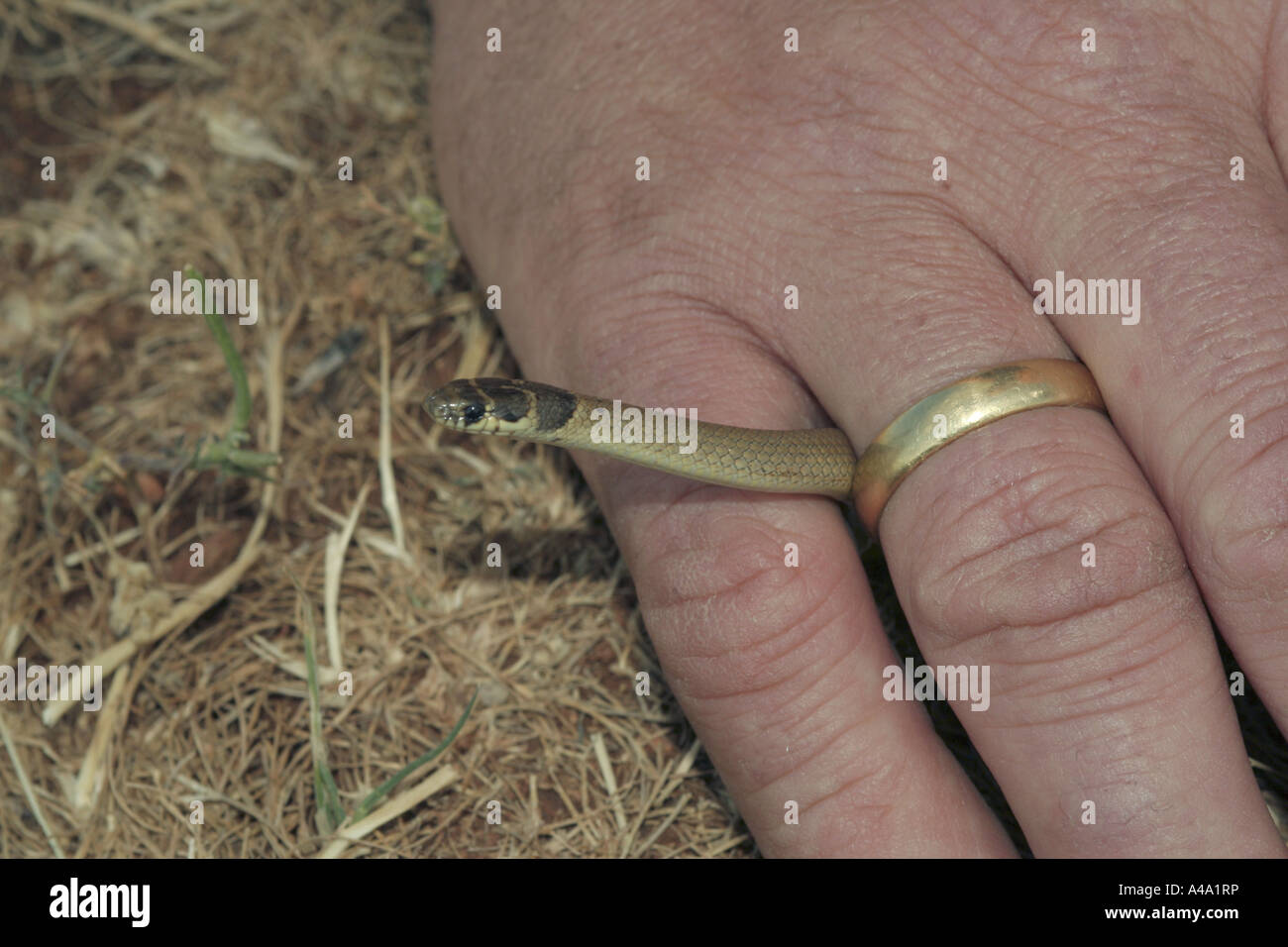 Roths dwarf snake eirenis rothi hi-res stock photography and images - Alamy