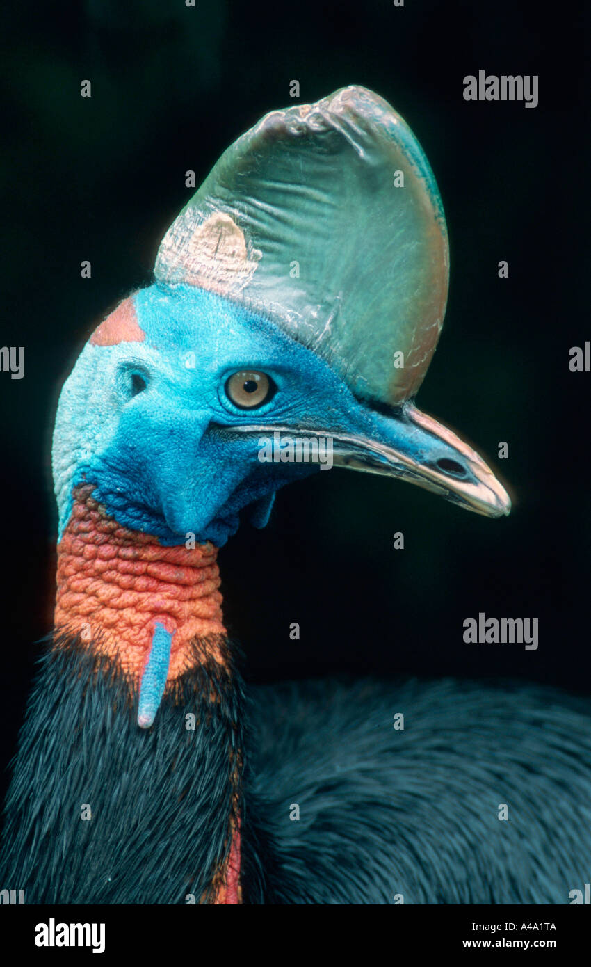 Cassowar hi-res stock photography and images - Alamy