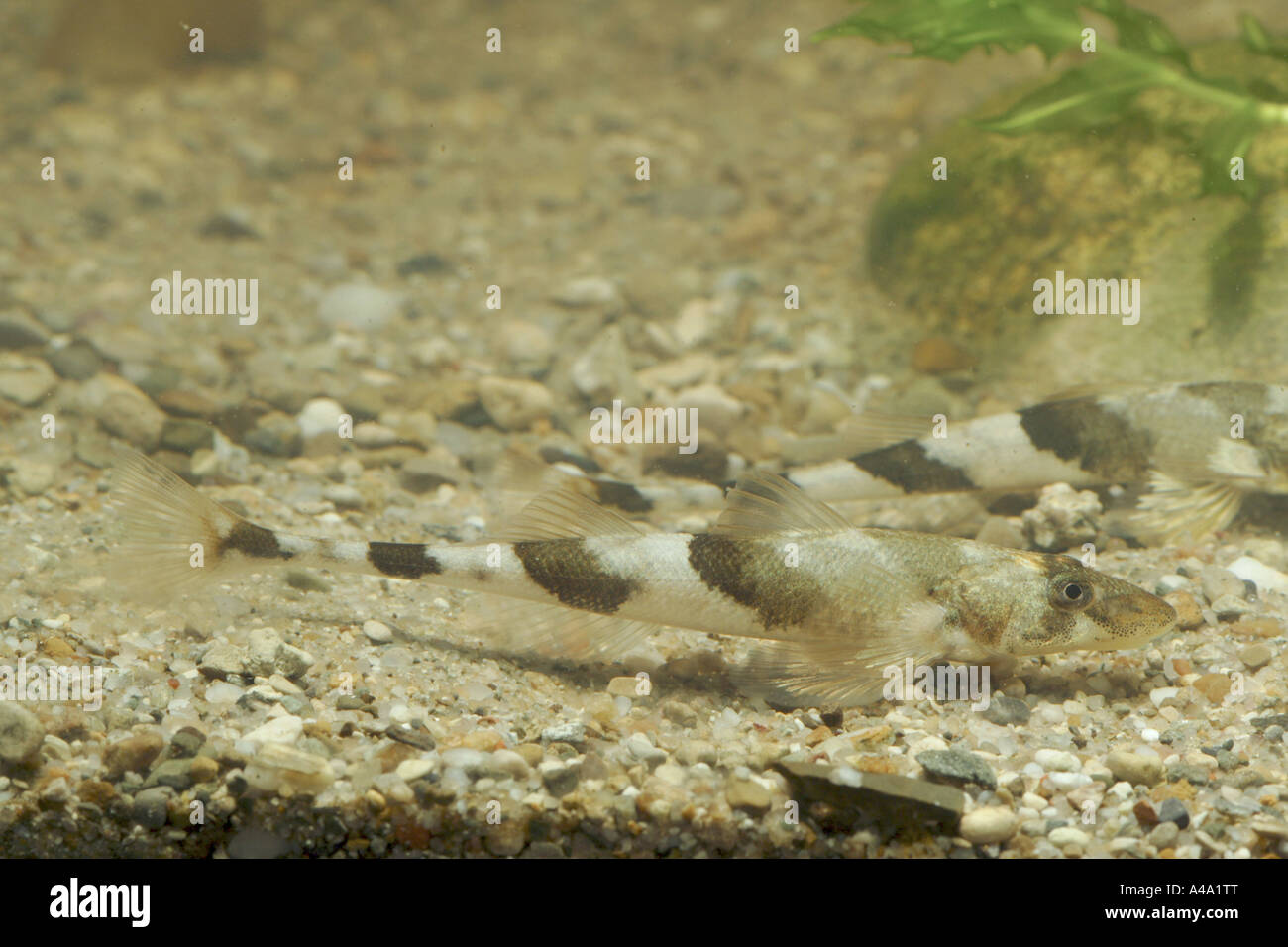 Streber hi-res stock photography and images - Alamy