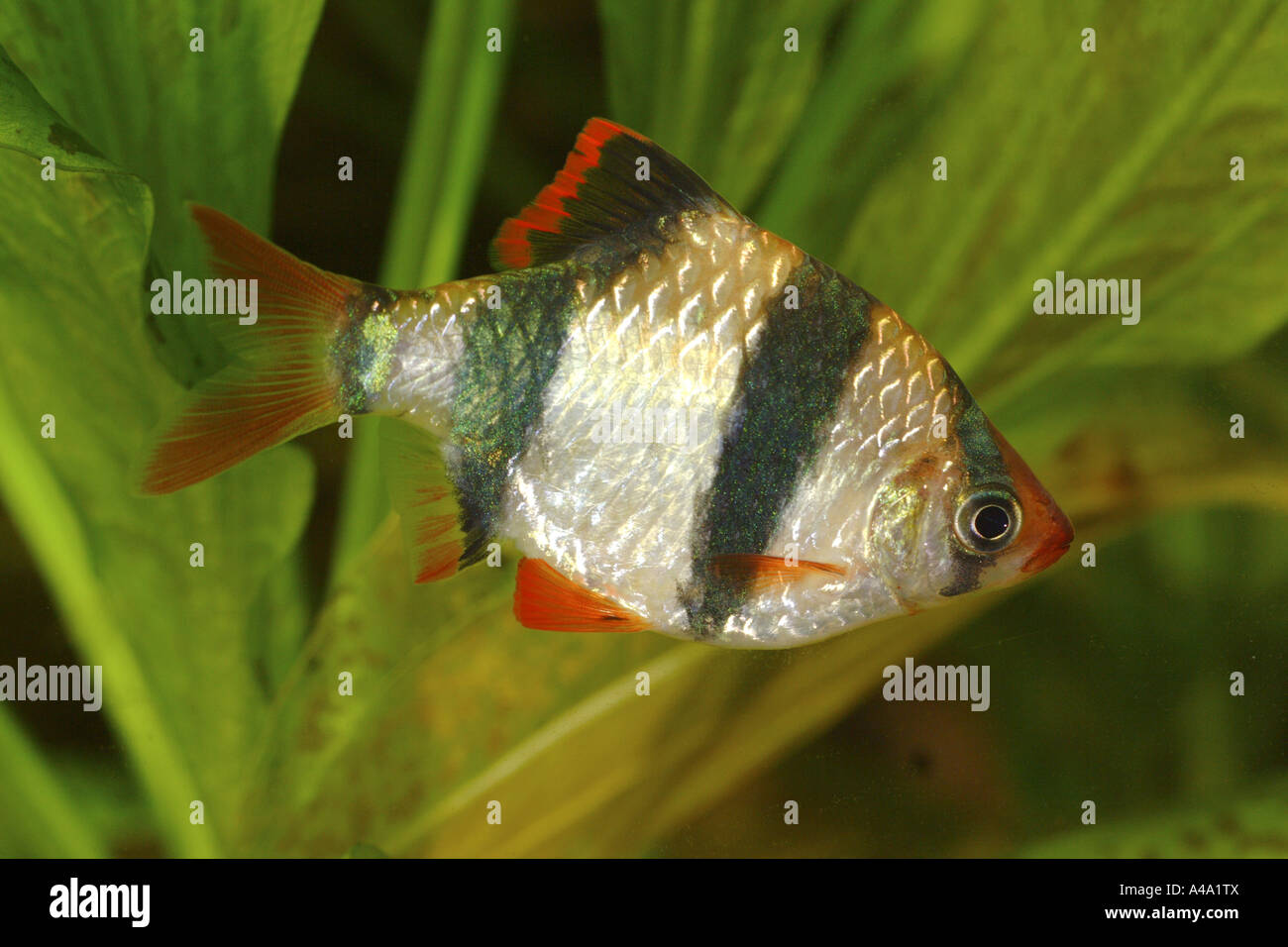 Tiger Barb Male And Female