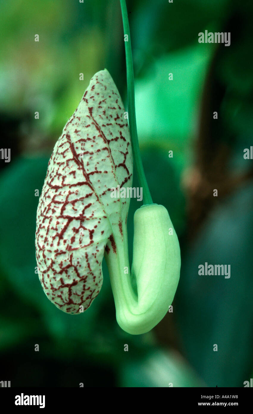 Calico plants hi-res stock photography and images - Alamy