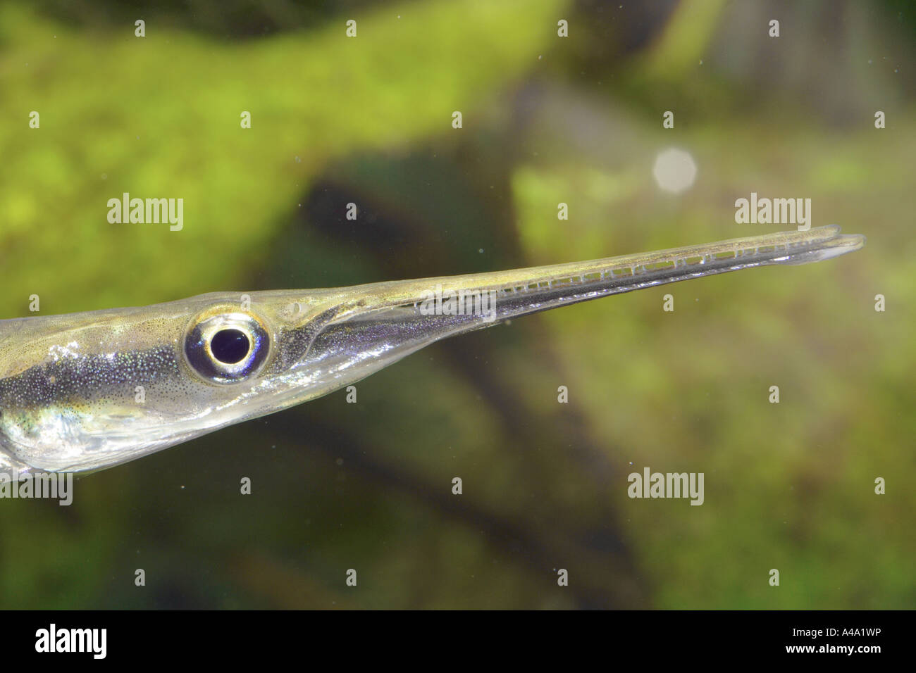 Round tailed garfish hi-res stock photography and images - Alamy