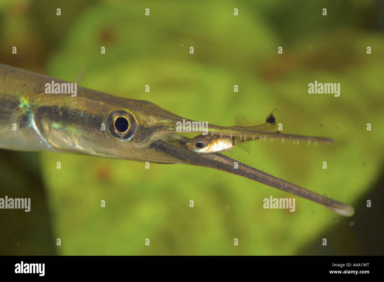 silver needlefish, round-tailed garfish (Xenentodon cancila), portrait ...
