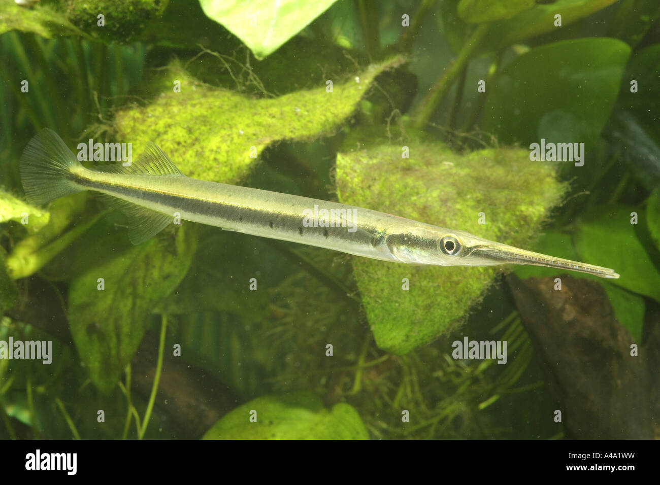 Xenentodon cancila hi-res stock photography and images - Alamy