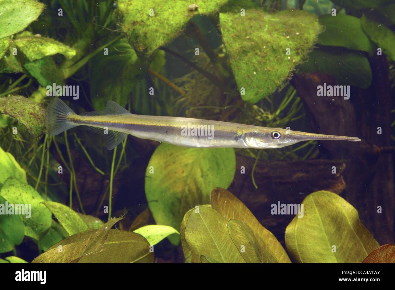 silver needlefish, round-tailed garfish (Xenentodon cancila Stock Photo ...