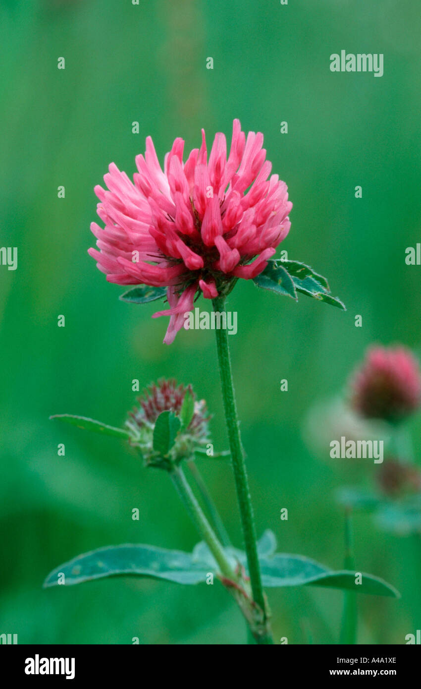 Upright clover hi-res stock photography and images - Alamy