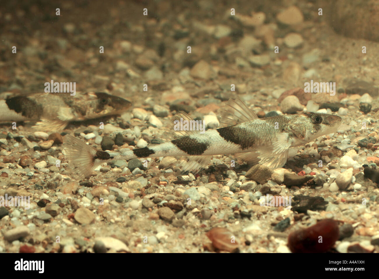 Streber hi-res stock photography and images - Alamy