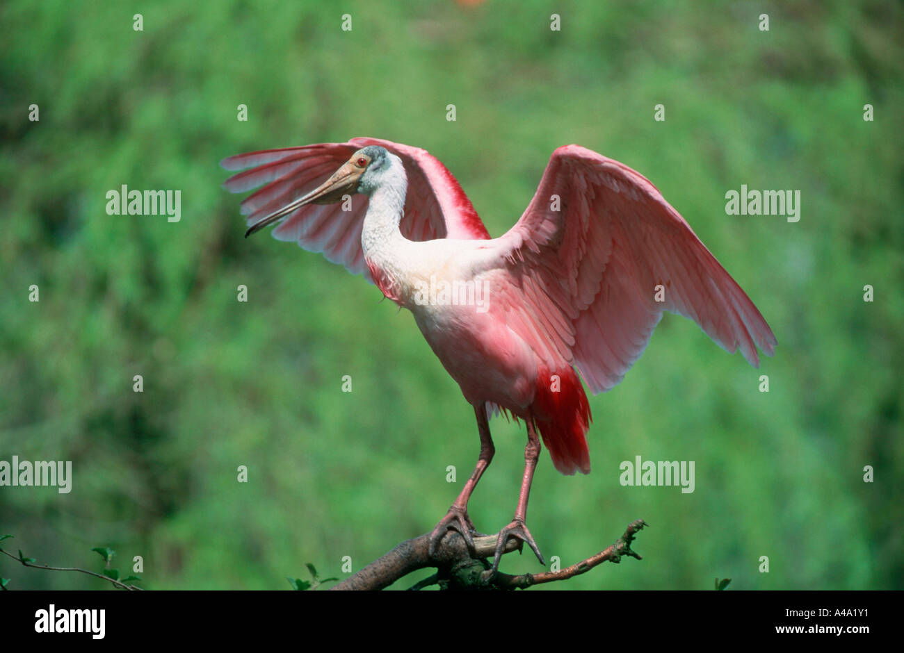Roseate Spoonbill / Red Spoonbill Stock Photo - Alamy