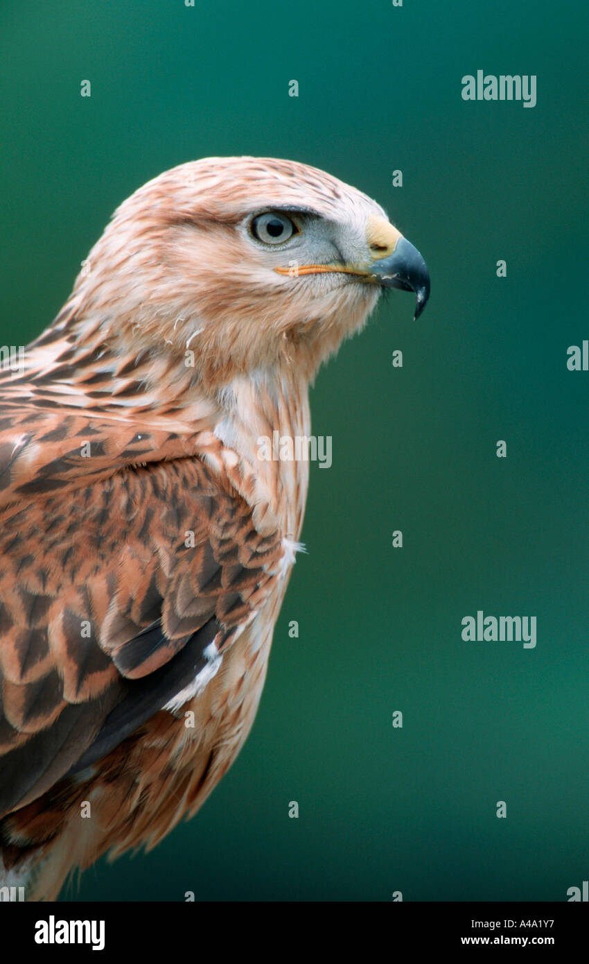 Long legged buzzard buteo rufinus adult hi-res stock photography and ...