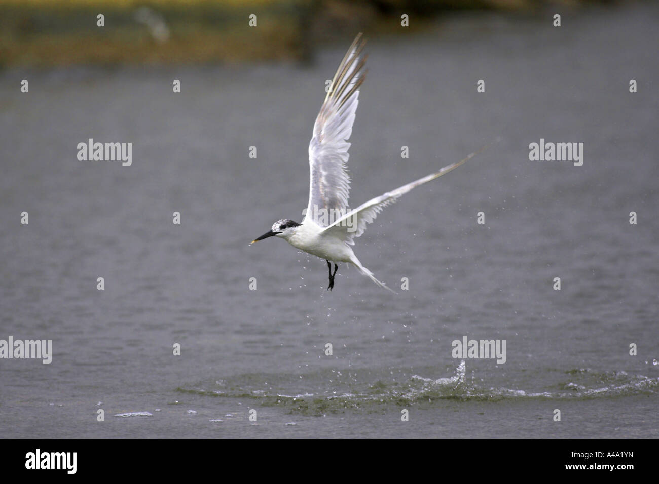 sandwich tern (Sterna sandvicensis), tern flying off after fishing ...