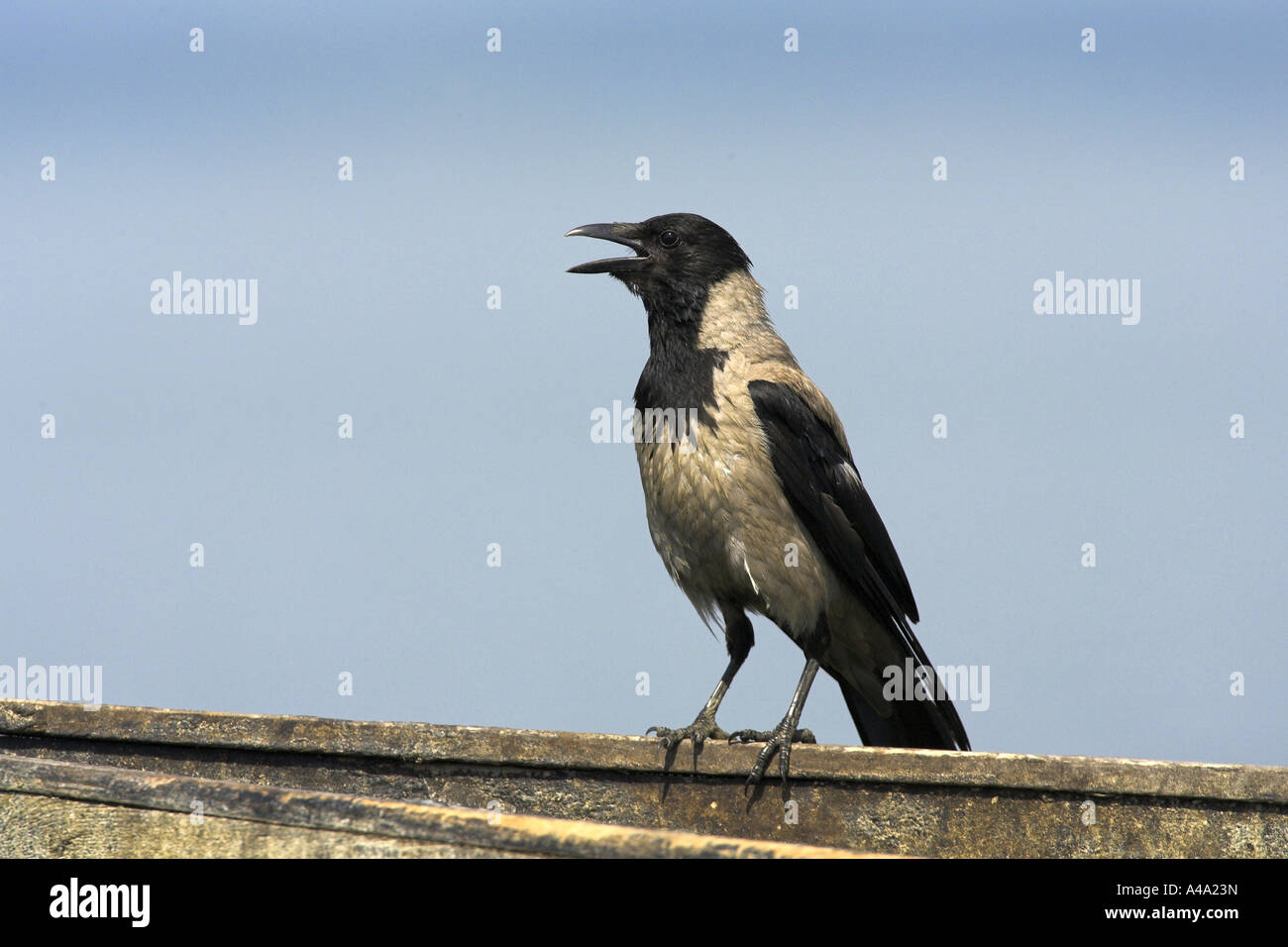 hooded crow (Corvus corone cornix), calling, Greece, Macedonia, Kerkini ...