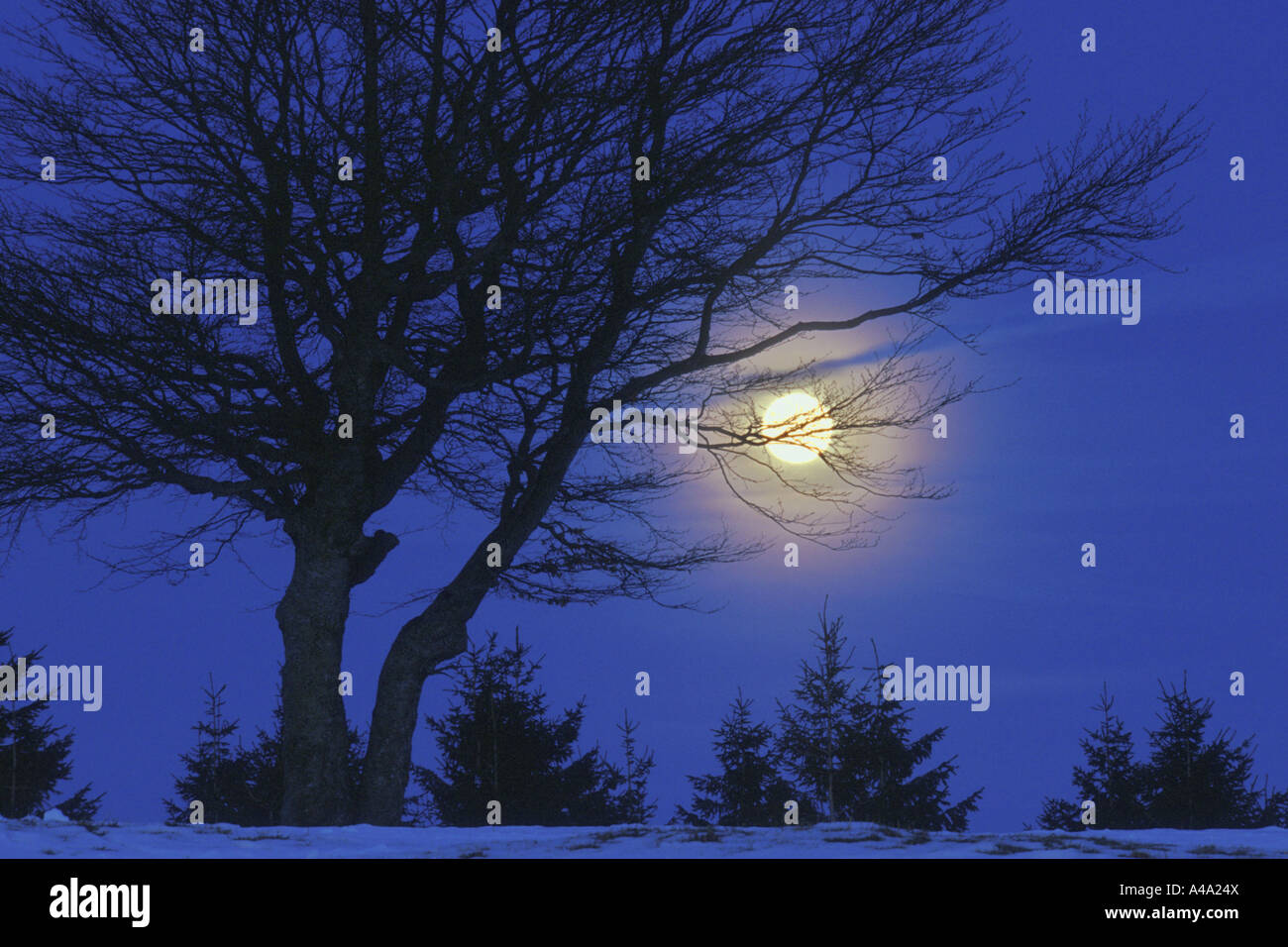 common beech (Fagus sylvatica), tree formed by the wind at full moon ...