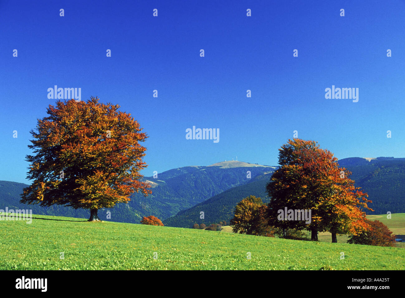 common beech (Fagus sylvatica), trees on a pasture, Germany Stock Photo ...