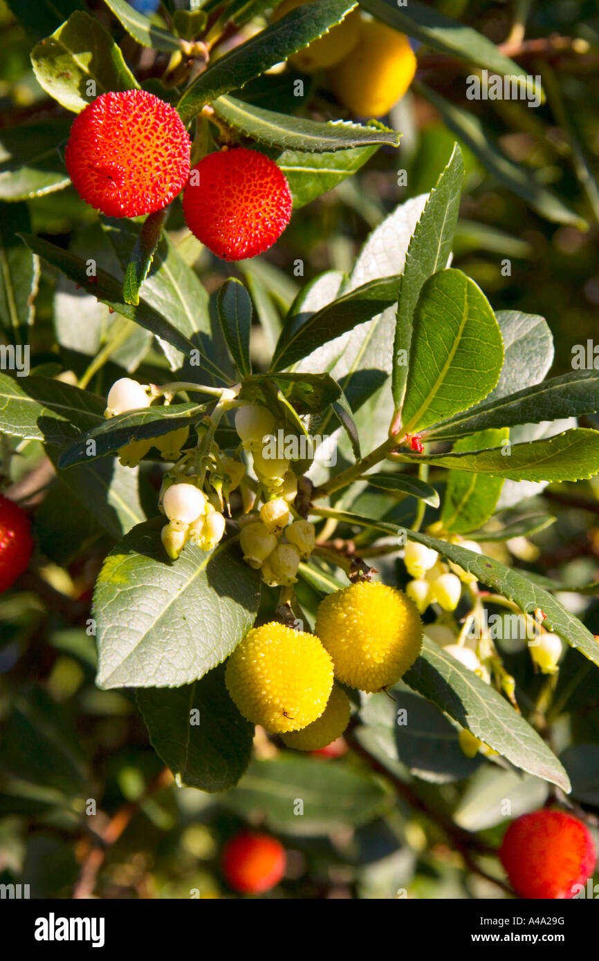 Tree corbezzolo hi-res stock photography and images - Alamy