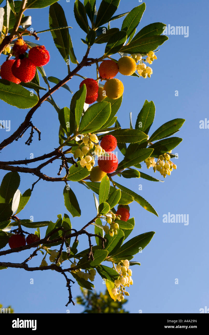 Tree corbezzolo hi-res stock photography and images - Alamy