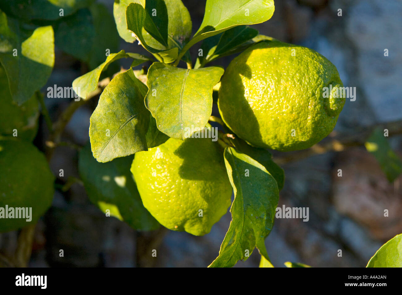 Lemon tree Italy Stock Photo - Alamy