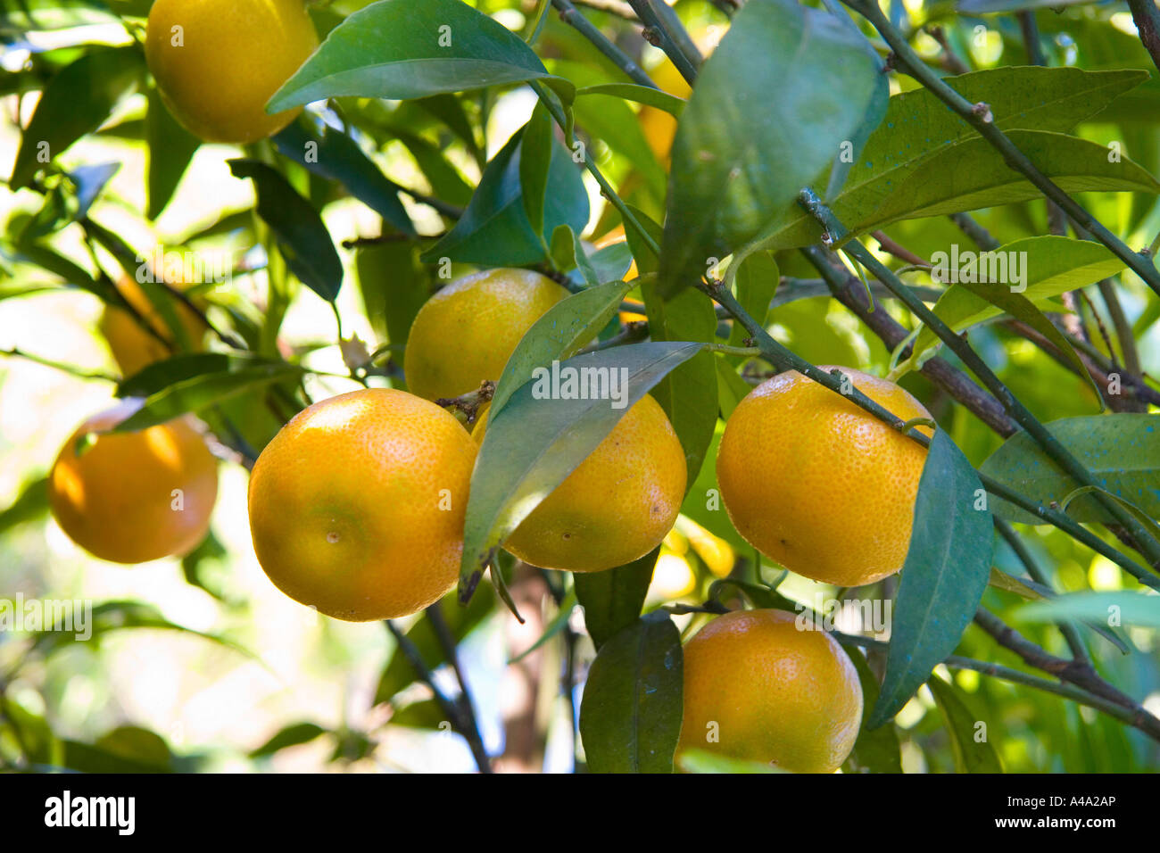 Lemon tree Italy Stock Photo - Alamy